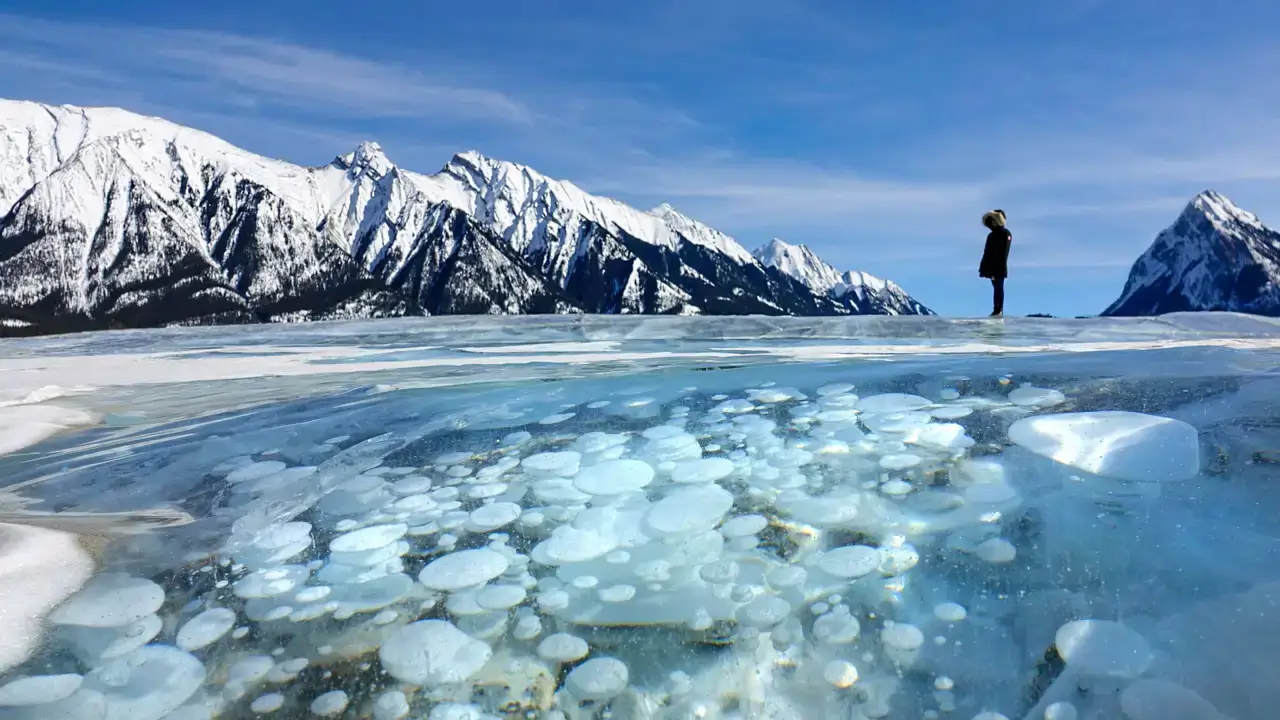 Saca-rabos: a vida errante do rato dos faraós