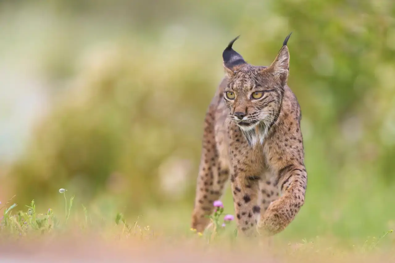Marco histórico: Embriões de lince-ibérico criados em laboratório