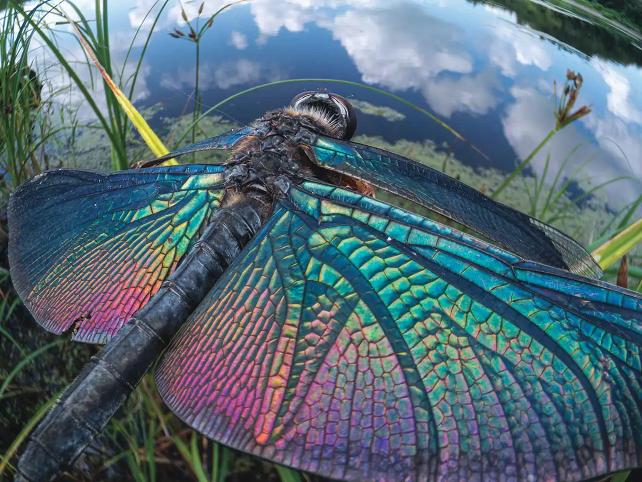 A vida pelos olhos de um insecto