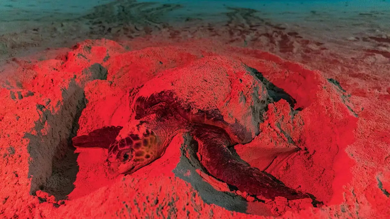 O que é que a cobra-coral tem?