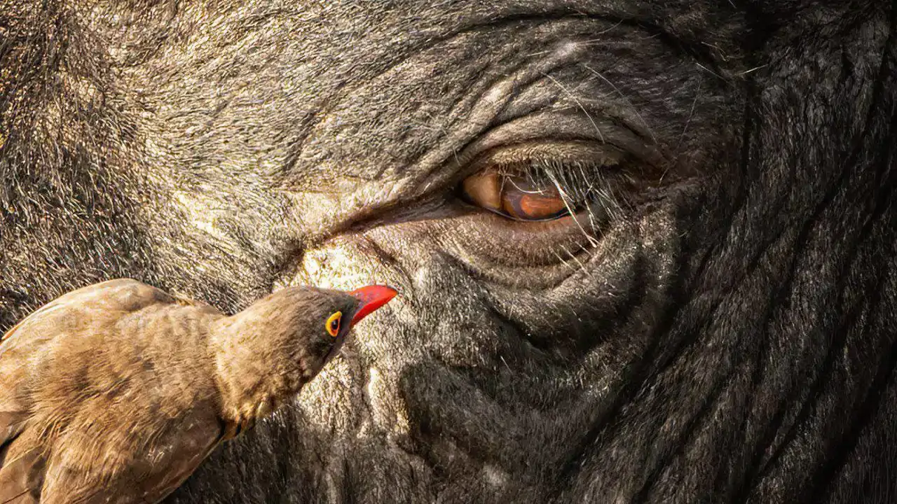 World Press Photo 2025: a poderosa fotografia vencedora e alguns finalistas