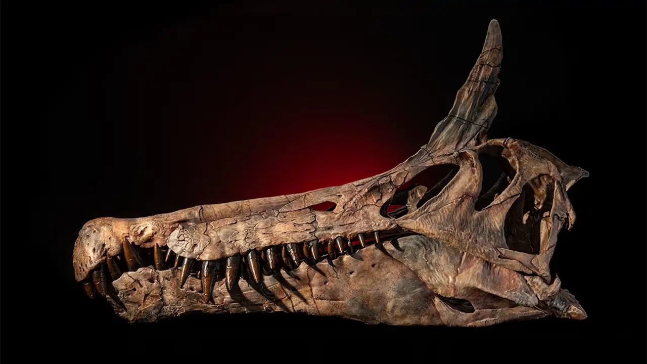 Megalodonte, o monstro marinho mais letal do oceano