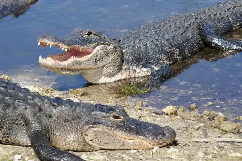 Alligator mississippiensis: Um símbolo nacional que esteve perto da ...