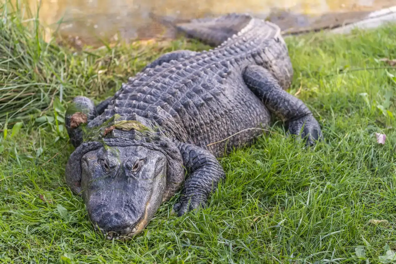 Alligator mississippiensis: Um símbolo nacional que esteve perto da ...