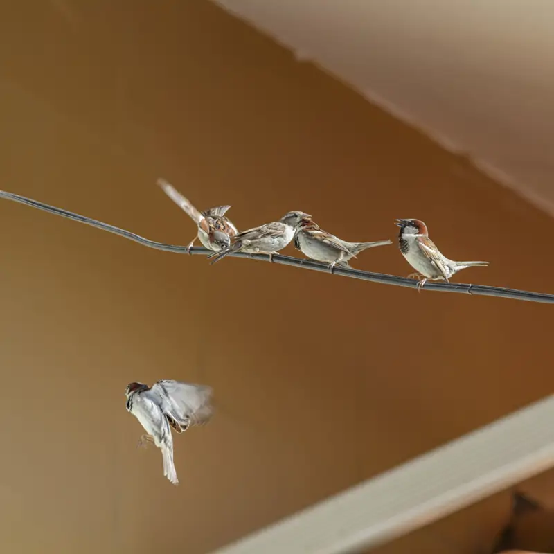 Animais