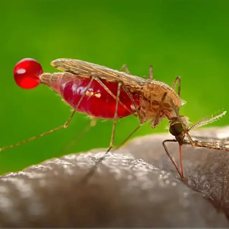 Insectos