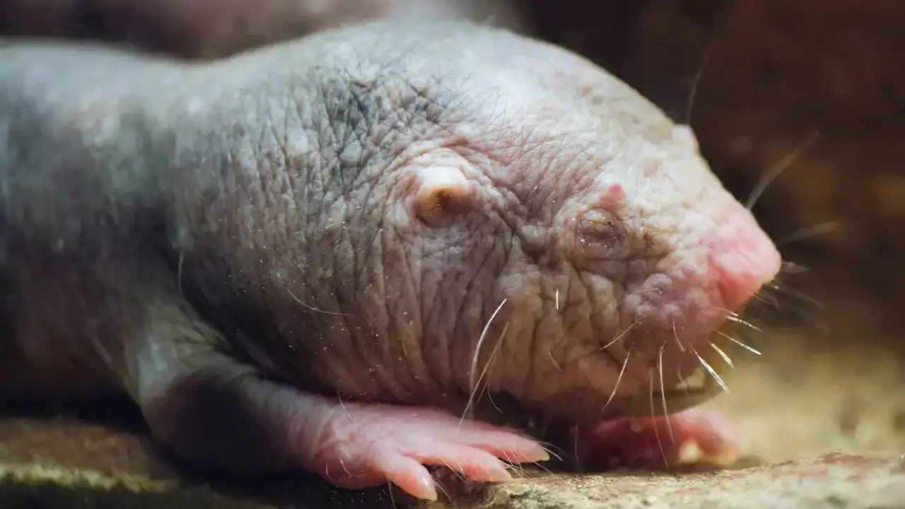 Rato-de-água vs visão-americano: quando a sobrevivência de um animal ...