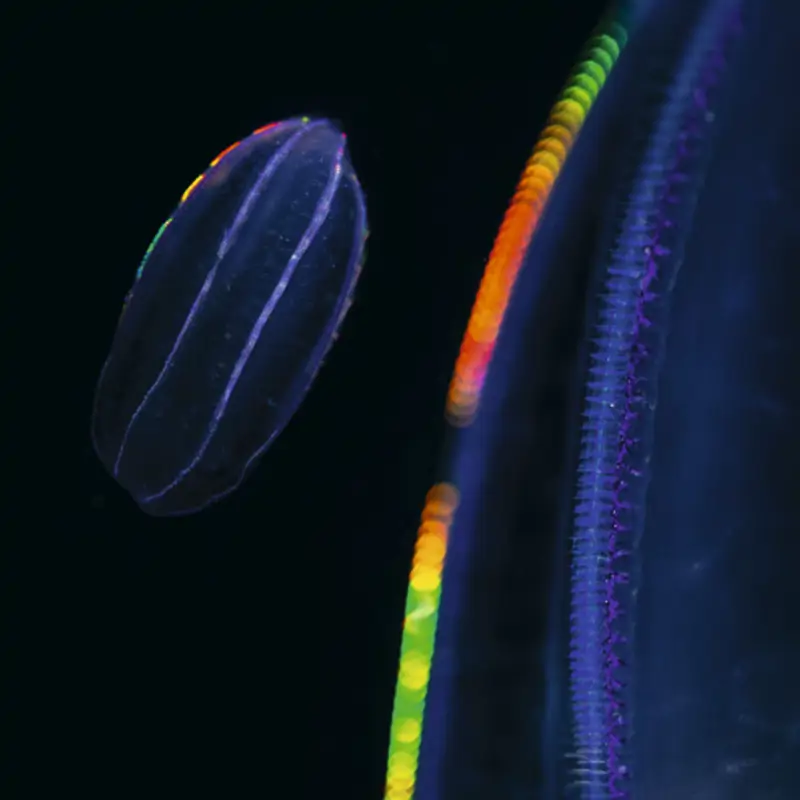 Reportagens e fotografias de Bioluminescência na National Geographic