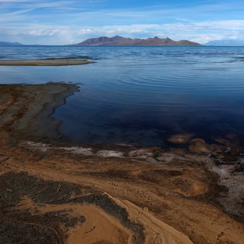 Sargaço no Atlântico, um "monstro oceânico" que já ocupa mais de 8.800 ...