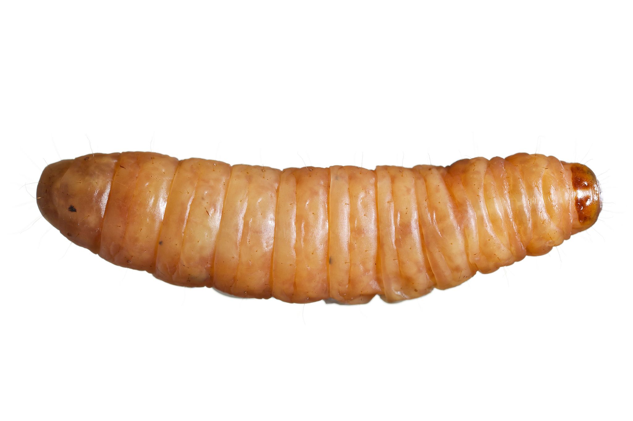Este insecto consegue comer plástico. Mas conseguirá limpar o lixo que ...
