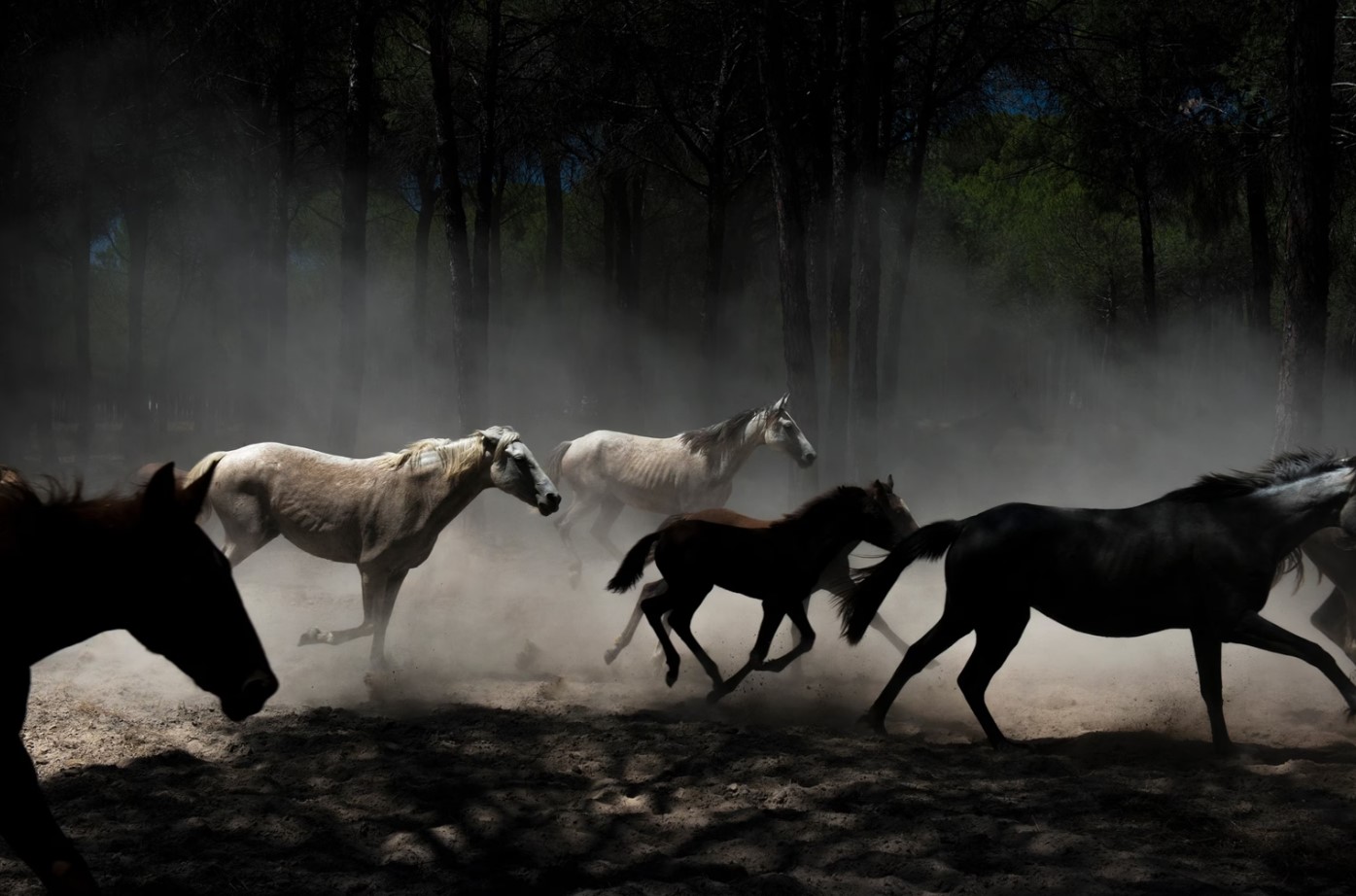 O que faz com que um animal seja 'feral’?