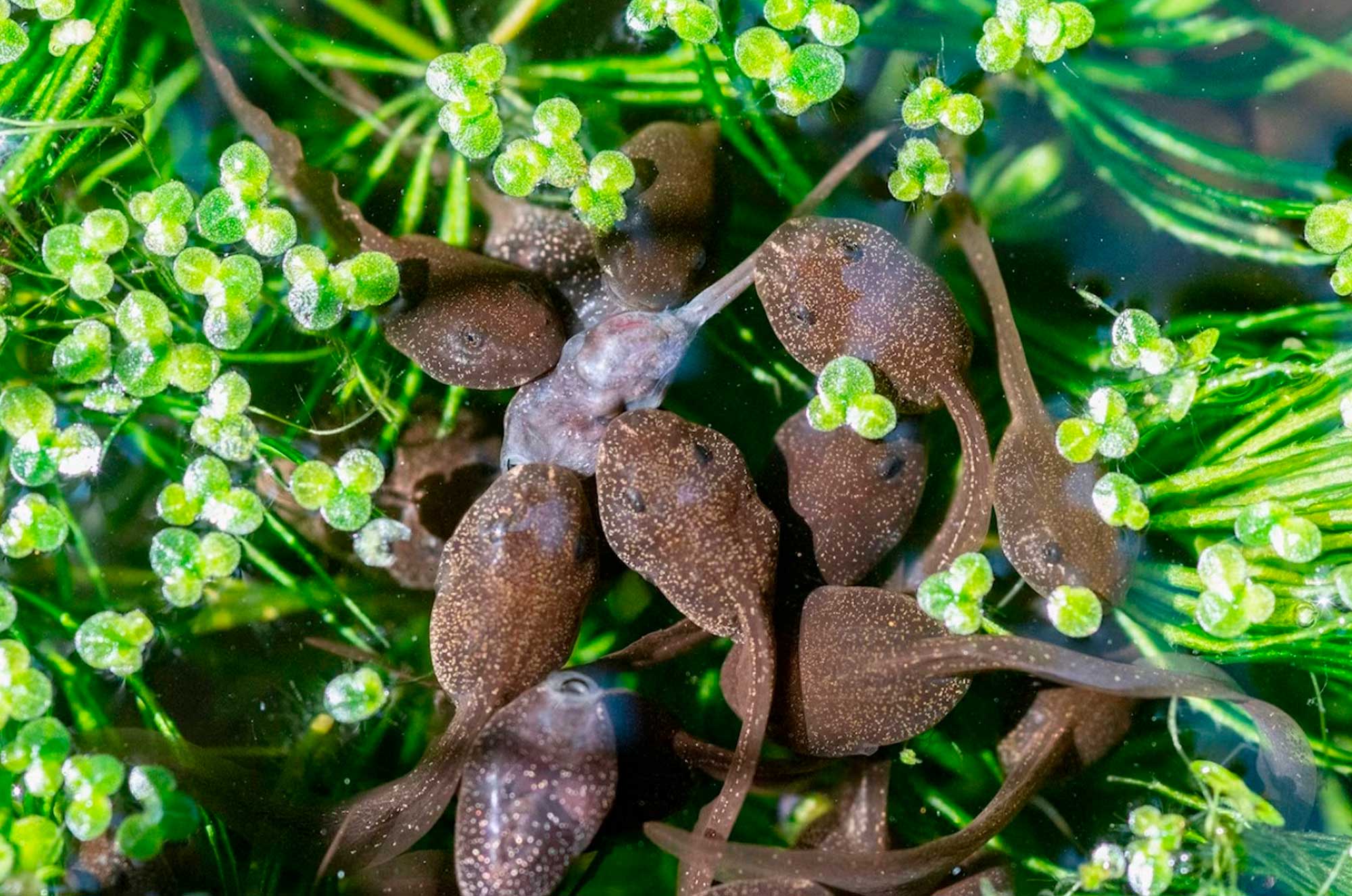 O canibalismo é mais comum nos animais do que pensamos