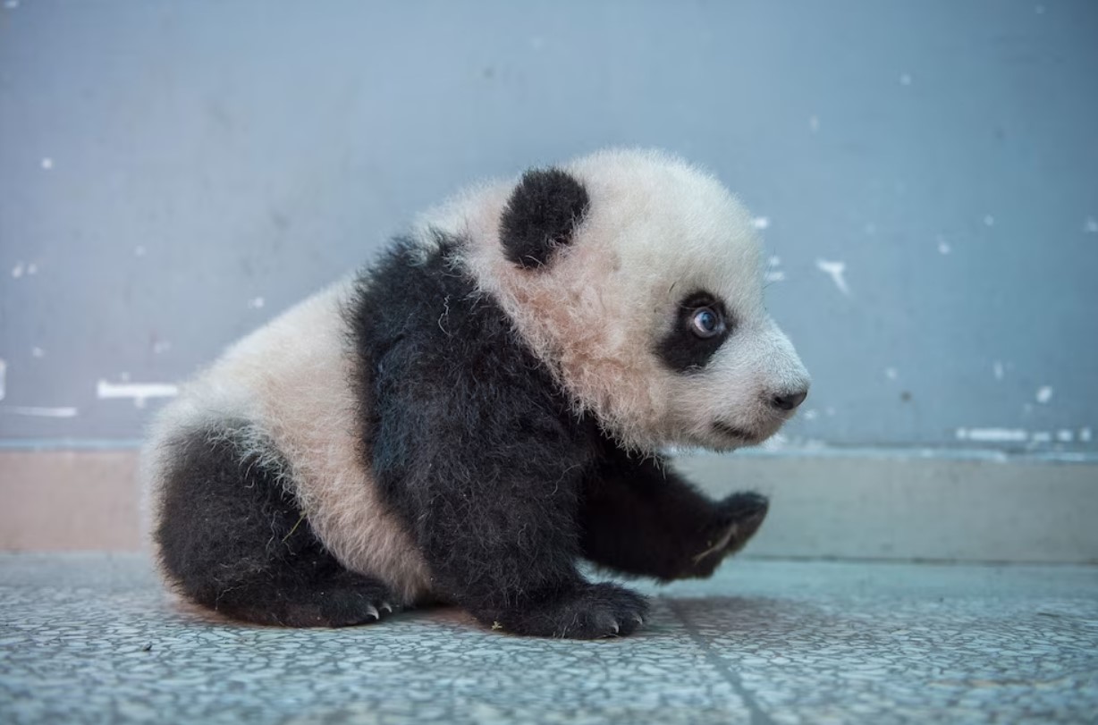 10 curiosidades sobre Pandas