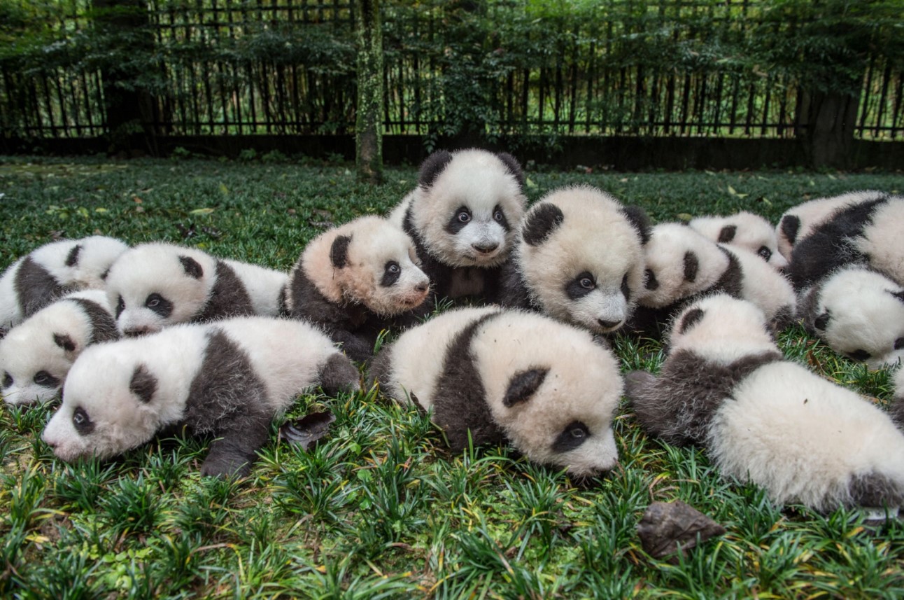10 curiosidades sobre Pandas