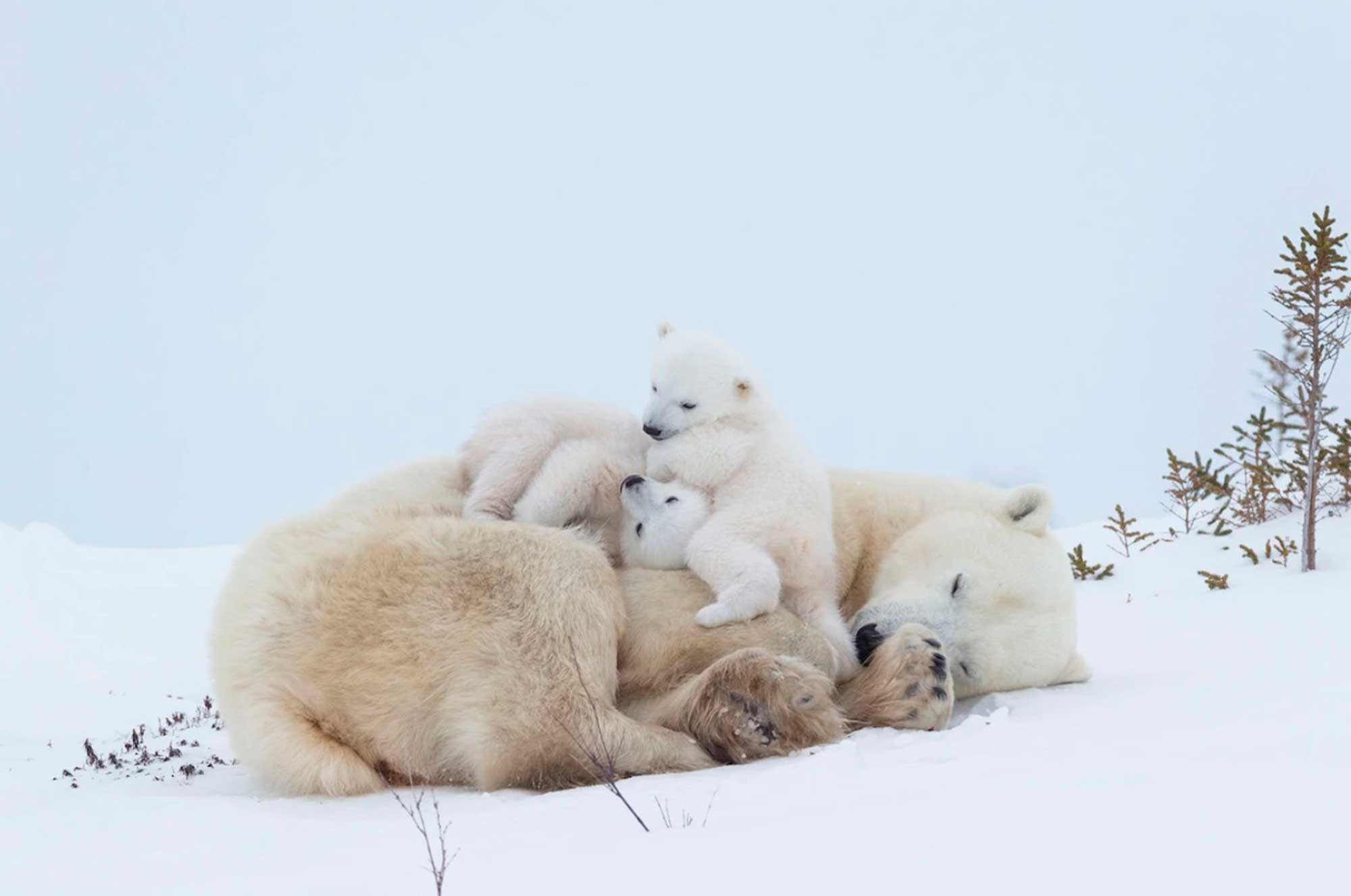 Bem-vindos à capital mundial dos ursos polares: “é uma coisa épica”