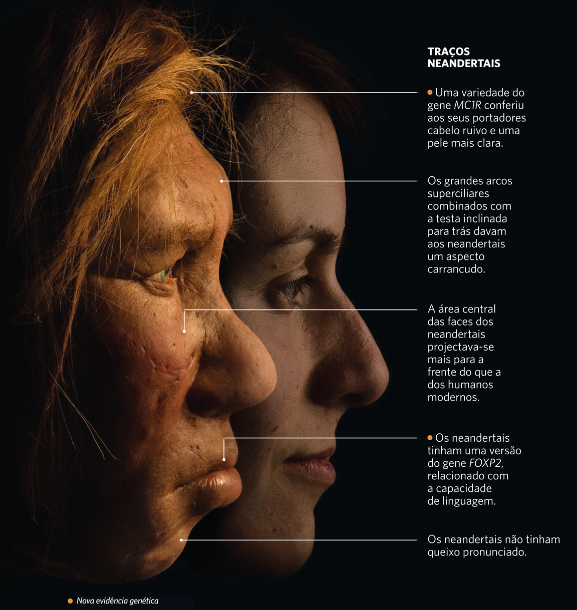 Arvore De Neandertais E Humanos Homem De Neandertal – Wikipédia, A