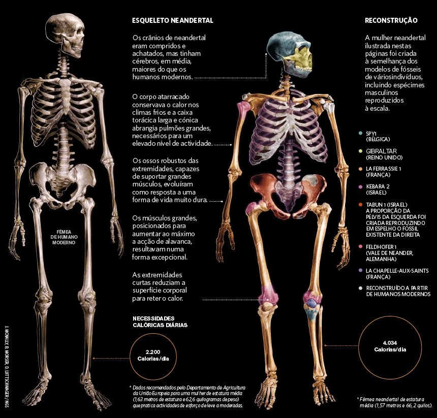 Diferencas Entre Neandertais E Humanos O Encontro Entre Neandertais E