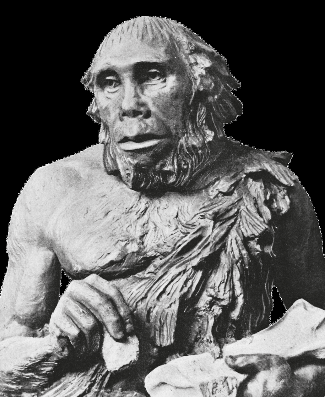 Neandertal, a outra espécie humana que viveu há 500 mil anos