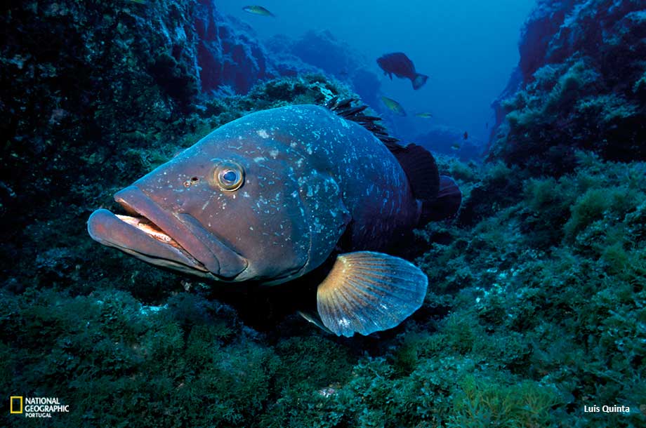 Caneiro dos Meros: um destino de mergulho