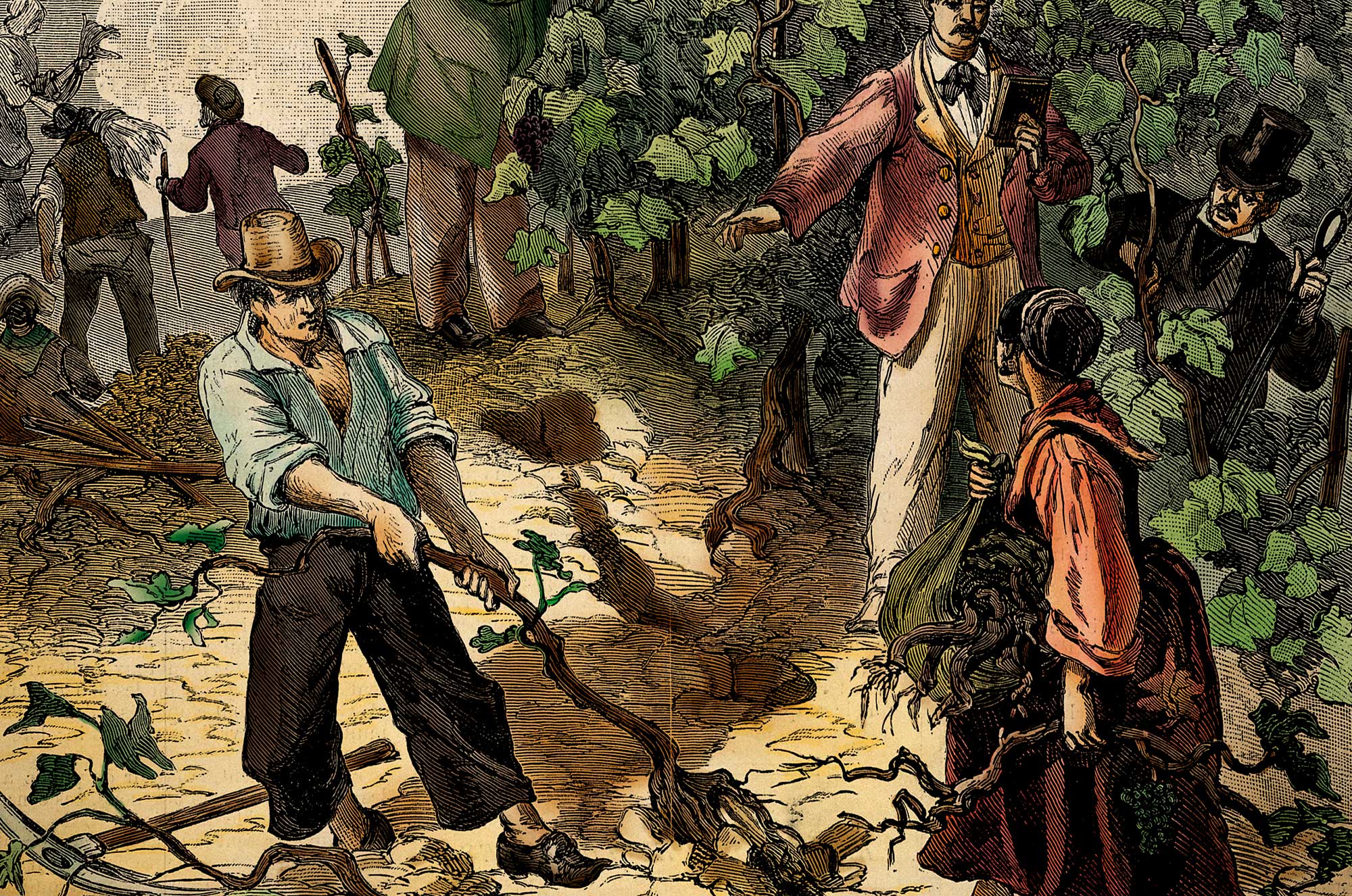 Filoxera (pulgão da vinha) e o apocalipse do vinho na Europa