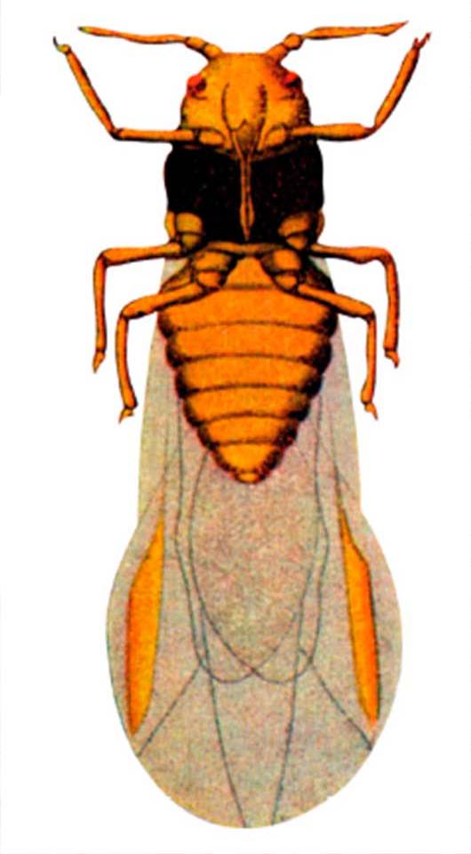 Filoxera (pulgão da vinha) e o apocalipse do vinho na Europa