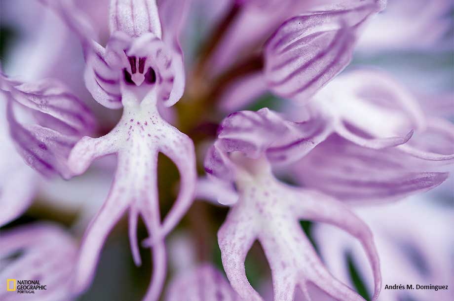 Orquídeas: mitos e medicina tradicional