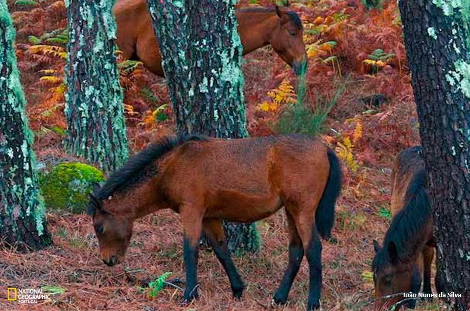 Garrano, uma das mais antigas raças de cavalos da Europa
