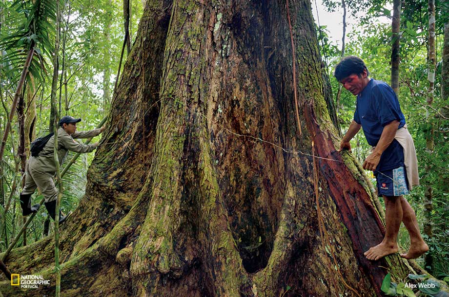 A última floresta de Mogno
