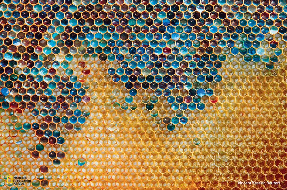 Como é que este mel ficou colorido?