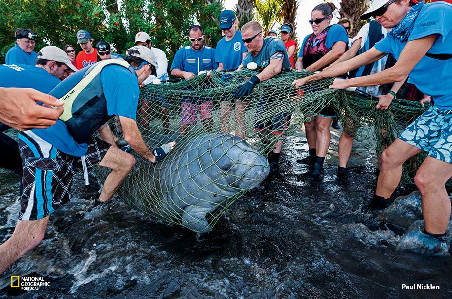 Manatins: quando o sucesso se torna excessivo