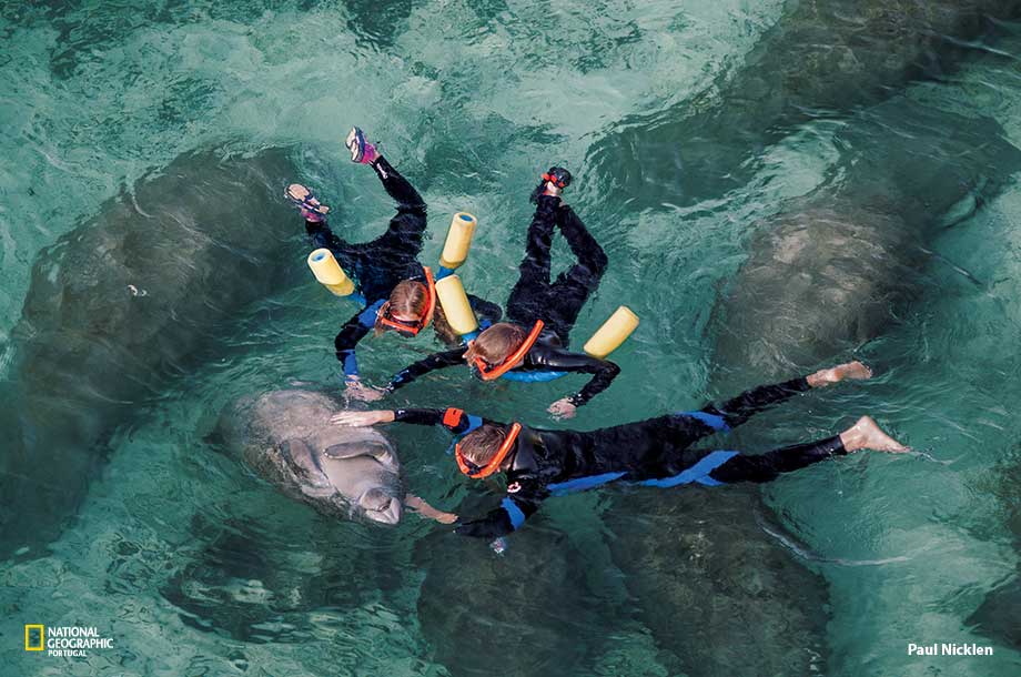 Manatins: quando o sucesso se torna excessivo