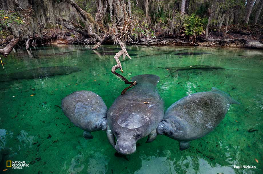 Manatins: quando o sucesso se torna excessivo