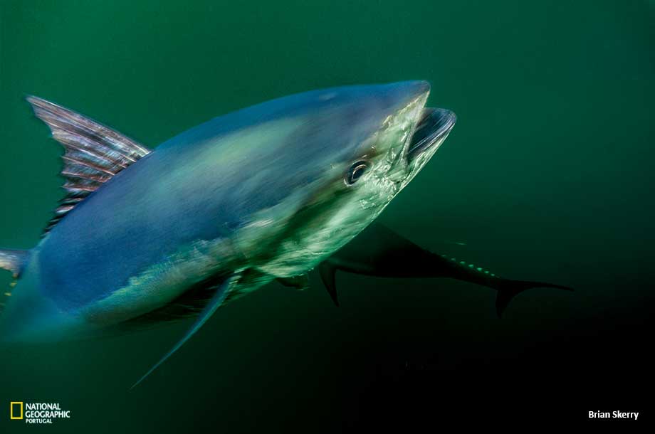 Atum: rápido e épico