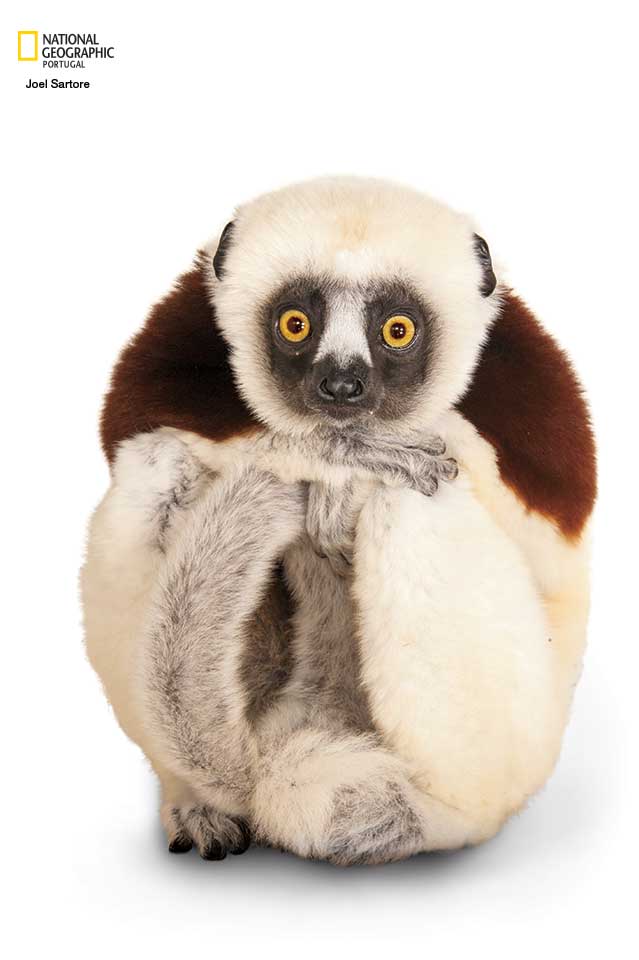 A supremacia feminina dos Lémures nas florestas de Madagáscar