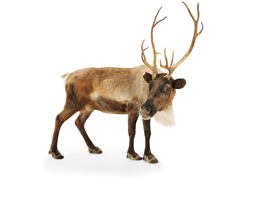 O género de Rudolfo