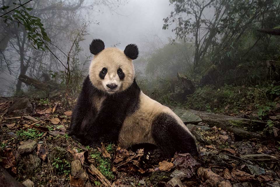 Pandas, o regresso à liberdade