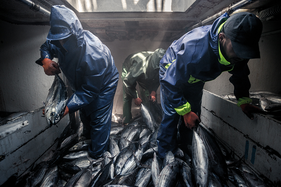 Em busca das grandes manchas de atum ao largo dos Açores