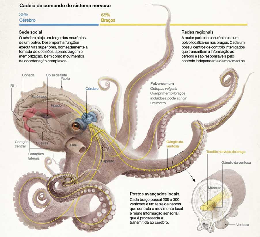 Coracao De Anatomia De Polvo 10 Curiosidades Incríveis Sobre Polvos
