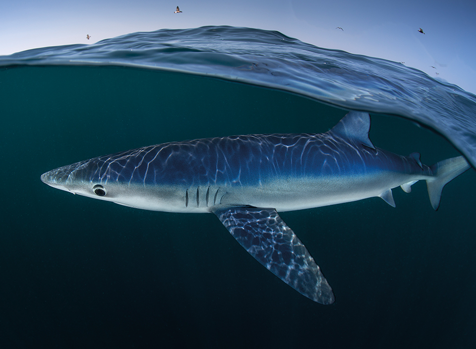 Tubarões-azuis às portas de Lisboa