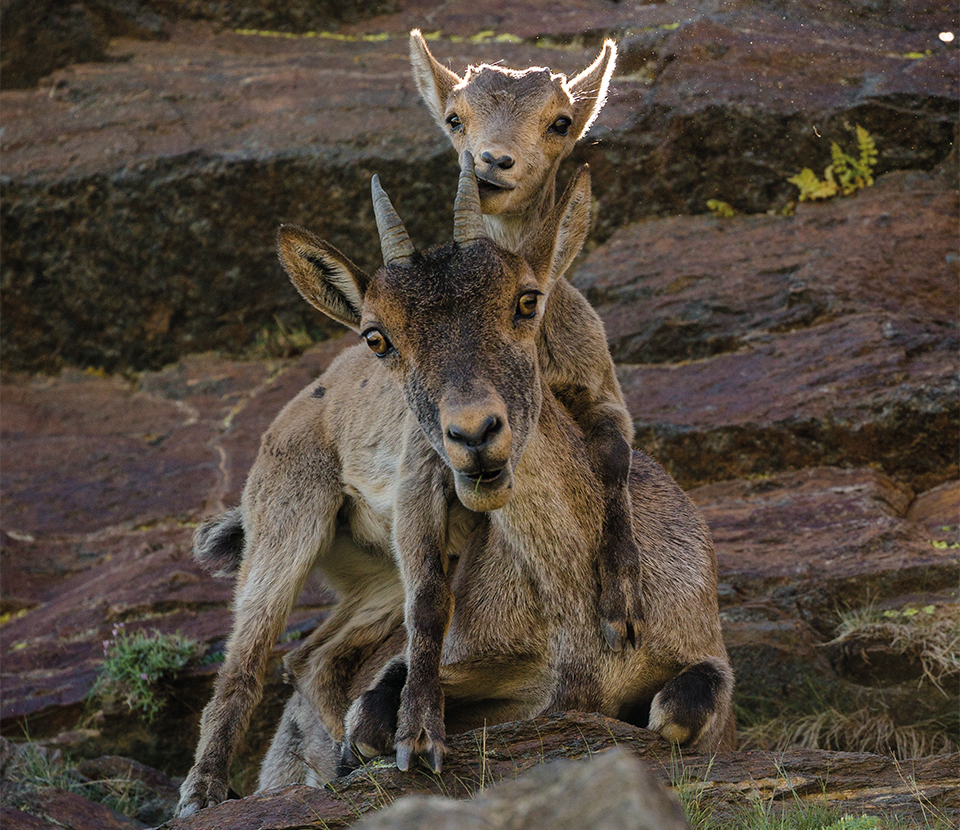 Cabra-montês: a elegância à beira do abismo
