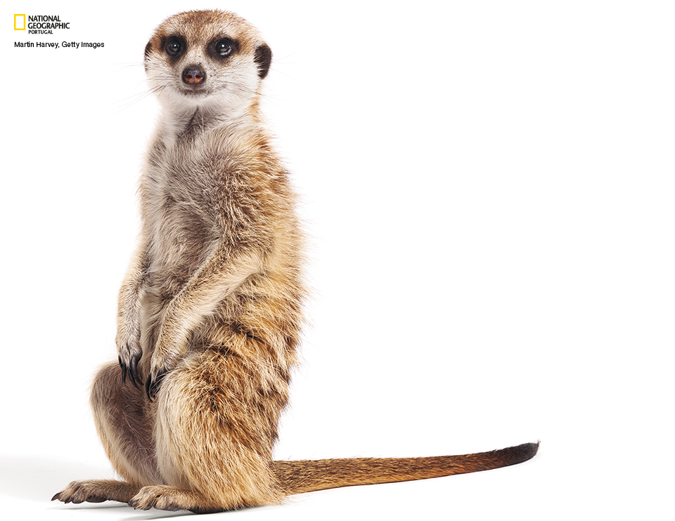 Num vasto grupo de suricatas apenas um casal procria