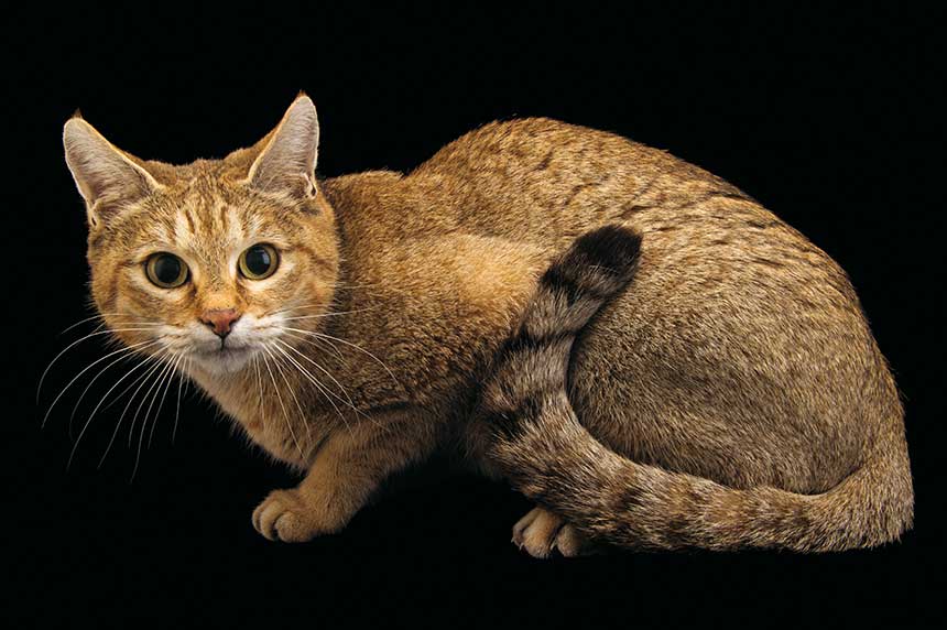 A vida invisível dos pequenos felinos