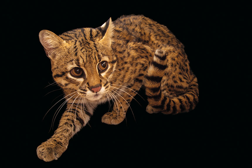 A vida invisível dos pequenos felinos