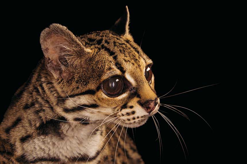 A vida invisível dos pequenos felinos