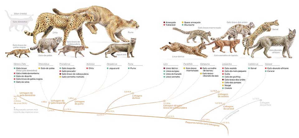 A vida invisível dos pequenos felinos
