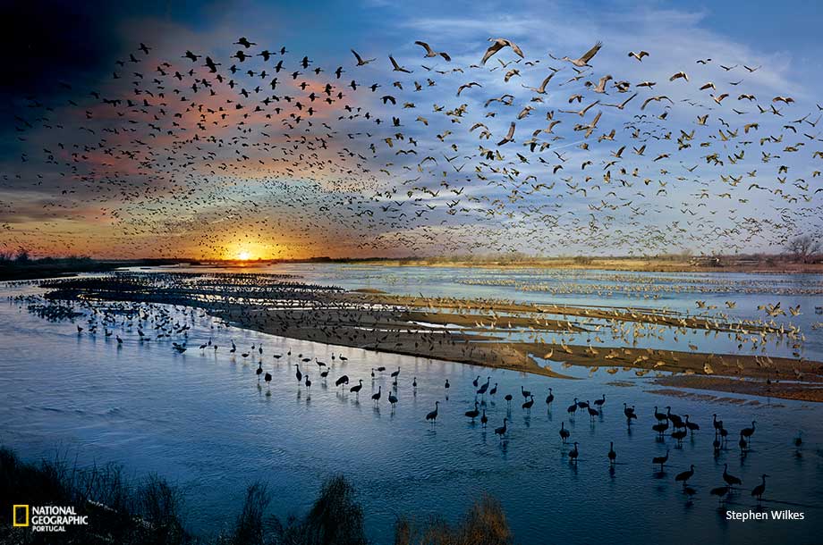 As Épicas Migrações das Aves