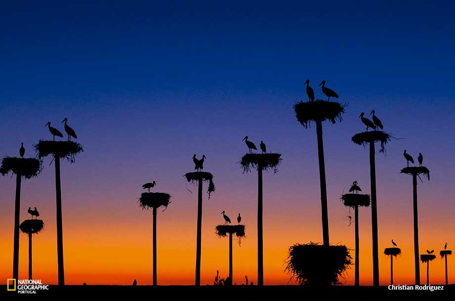 As Épicas Migrações das Aves