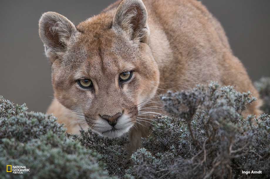Qual será o futuro dos pumas da Patagónia?