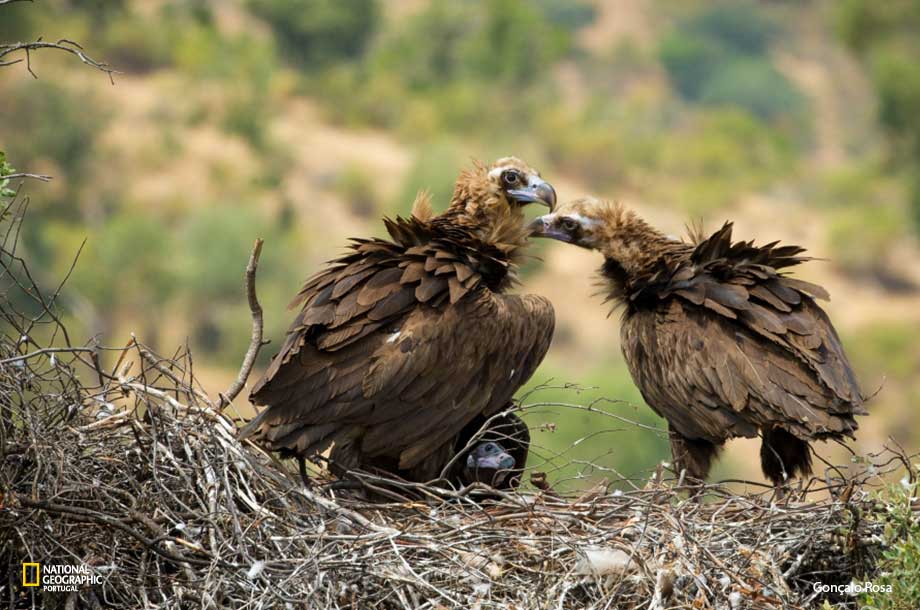 O regresso do abutre-preto a Portugal