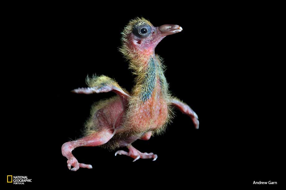 Como os pombos chegaram à América